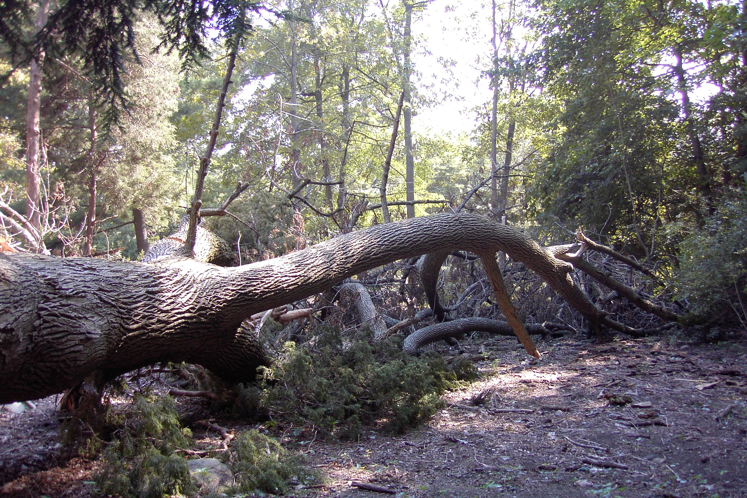step-by-step pictorial process of building a wood house | Woodsplitting ...